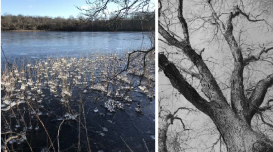 New Year's Walk at Big Reed Pond Trail • Spark Hamptons